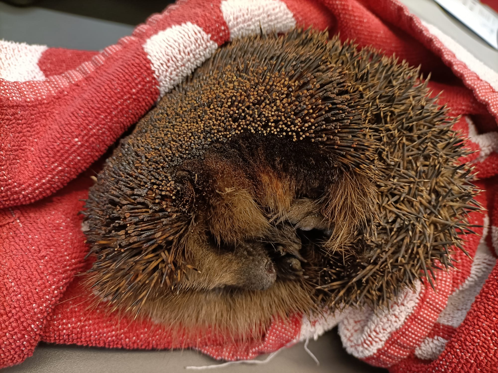 Verbrande egel | Dierenambulance Hof van Twente